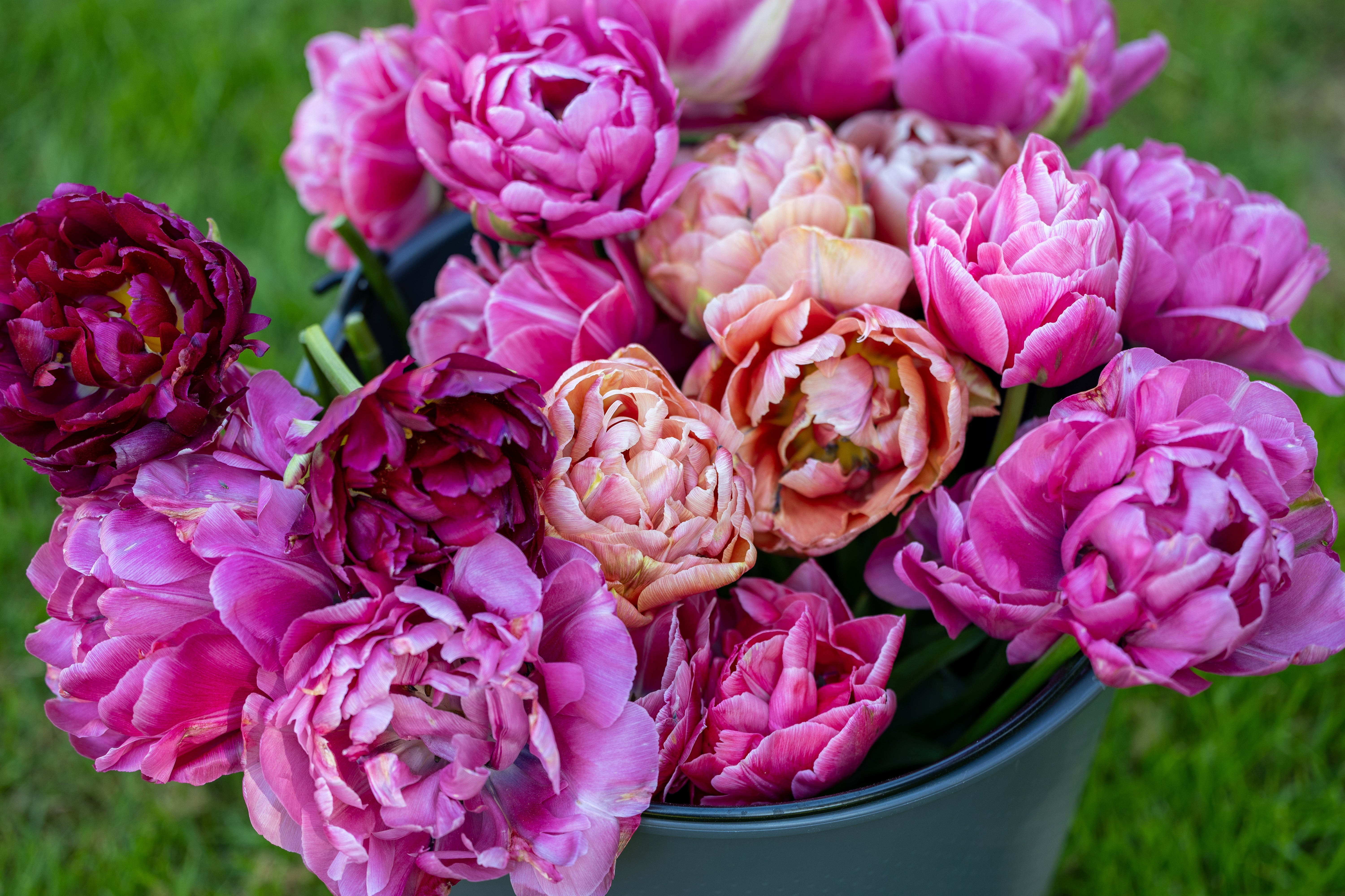 Blomstervärlden - Vi är experter på blomsterlökar och knölar