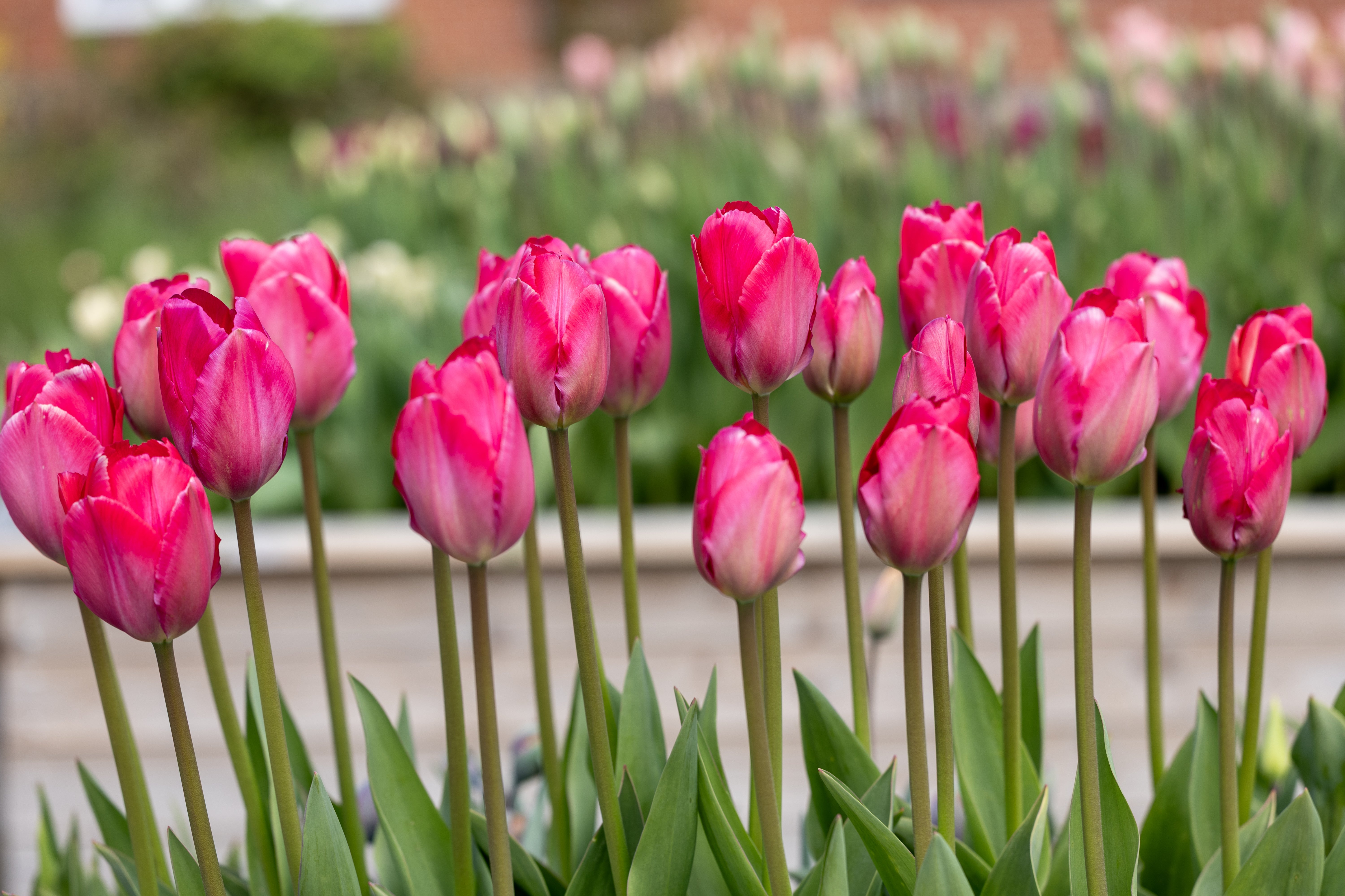 Blomstervärlden - Vi är experter på blomsterlökar och knölar