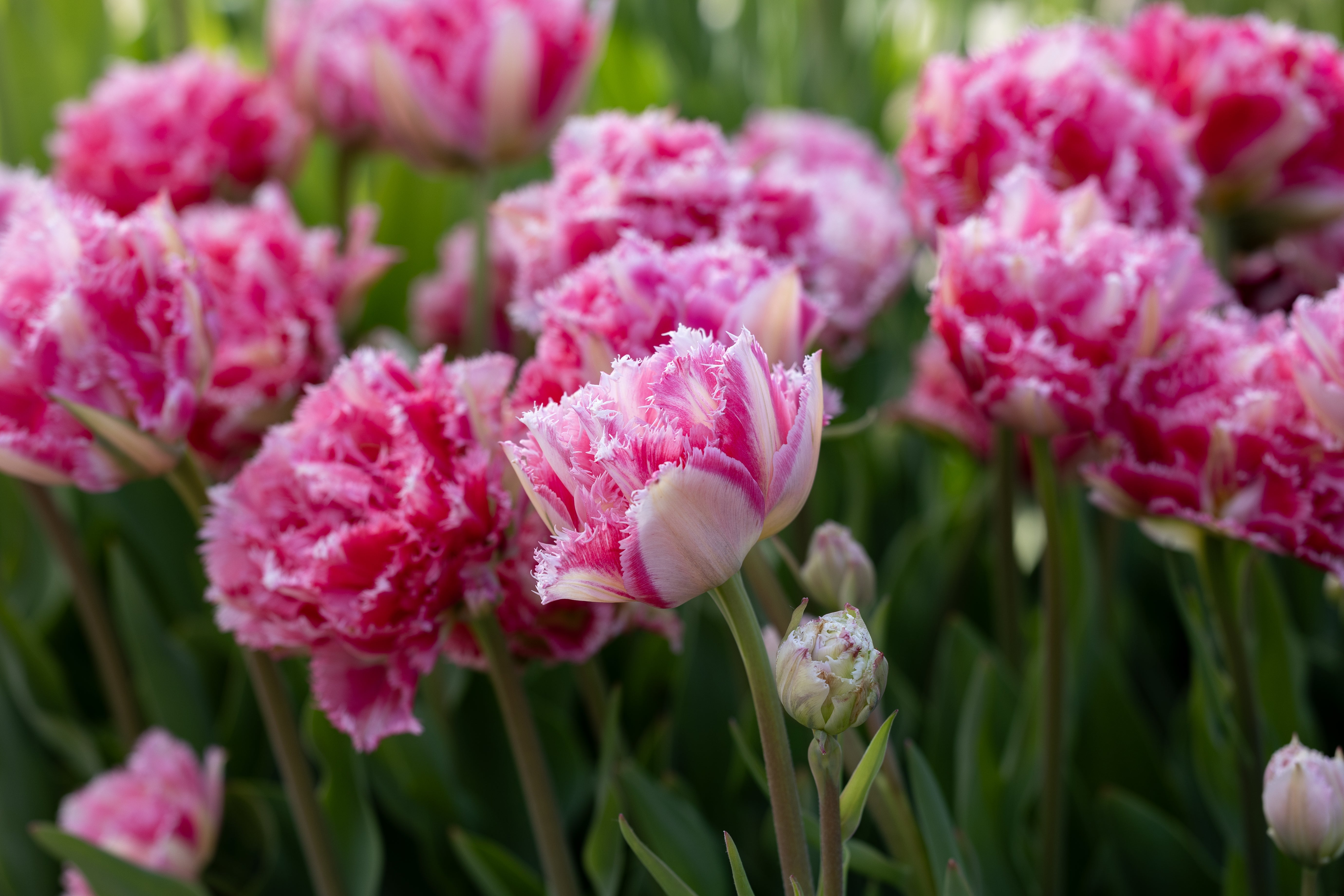 Blomstervärlden - Vi är experter på blomsterlökar och knölar