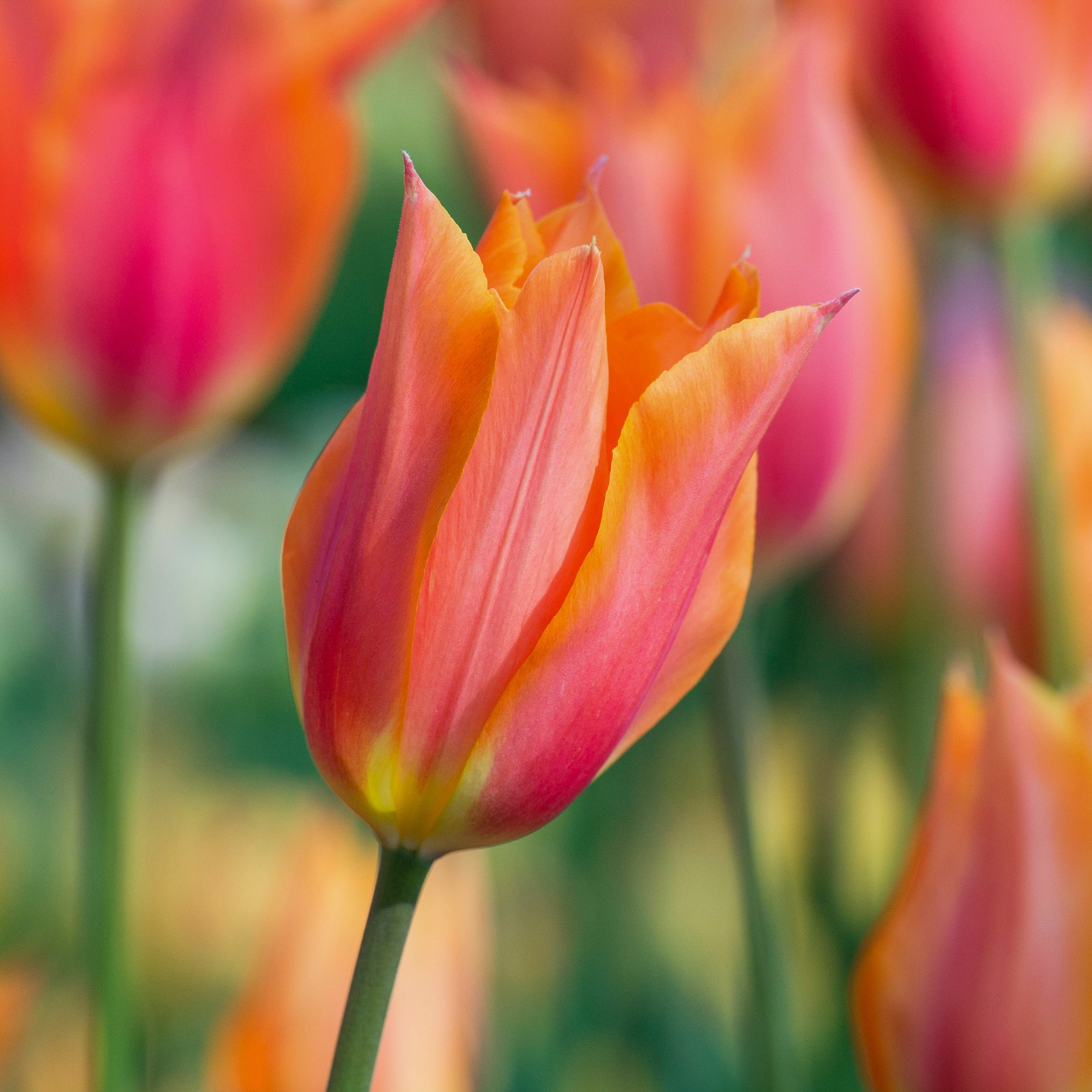 Blomstervärlden - Vi är experter på blomsterlökar och knölar