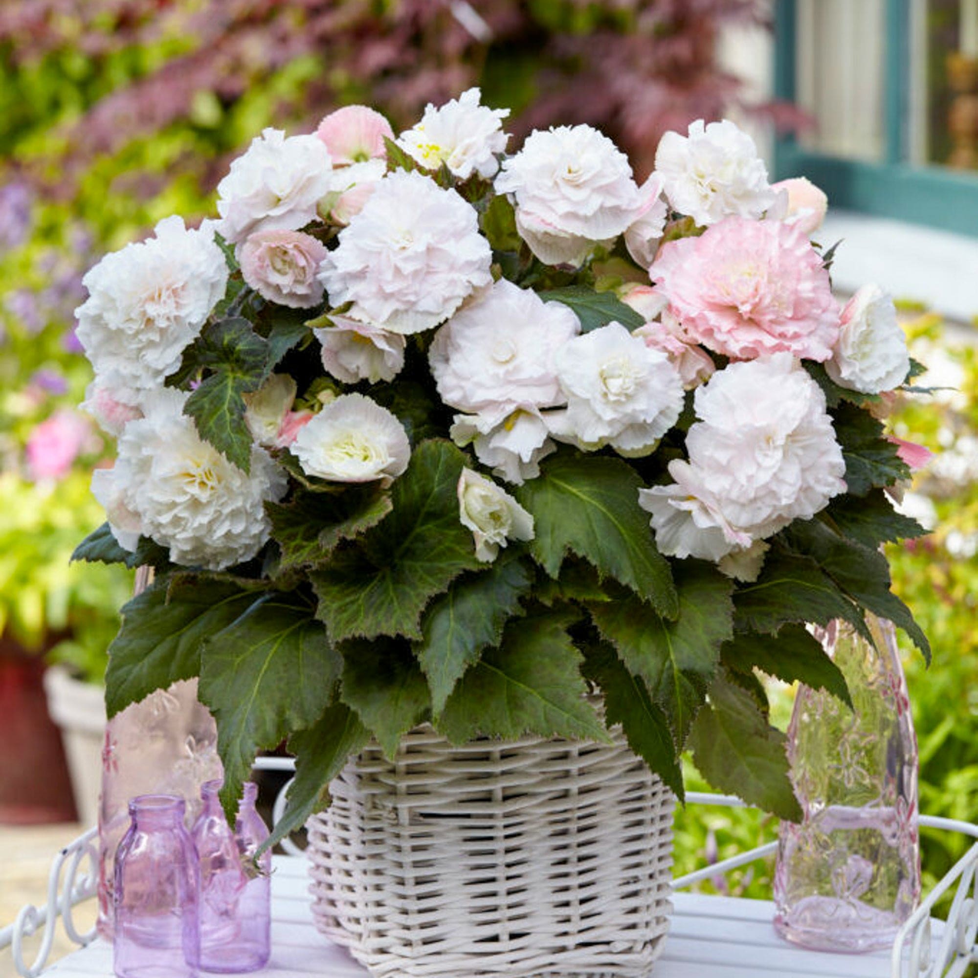 Begonia - Guide till odling och skötsel av begonia