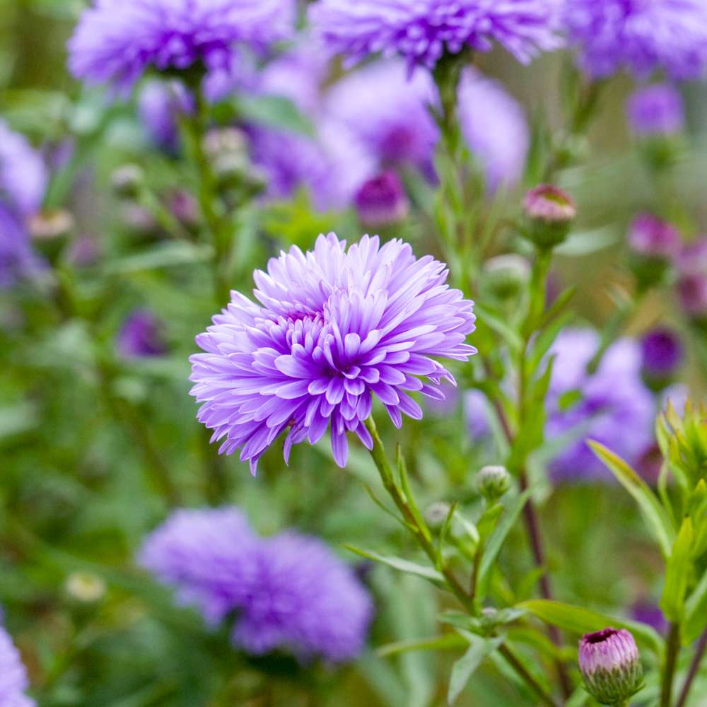 Aster 'Marie Ballard'